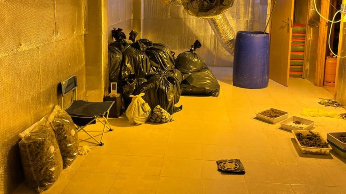 Desmantelan dos plantaciones de marihuana con casi 900 plantas en Castilla-La Mancha - El ...