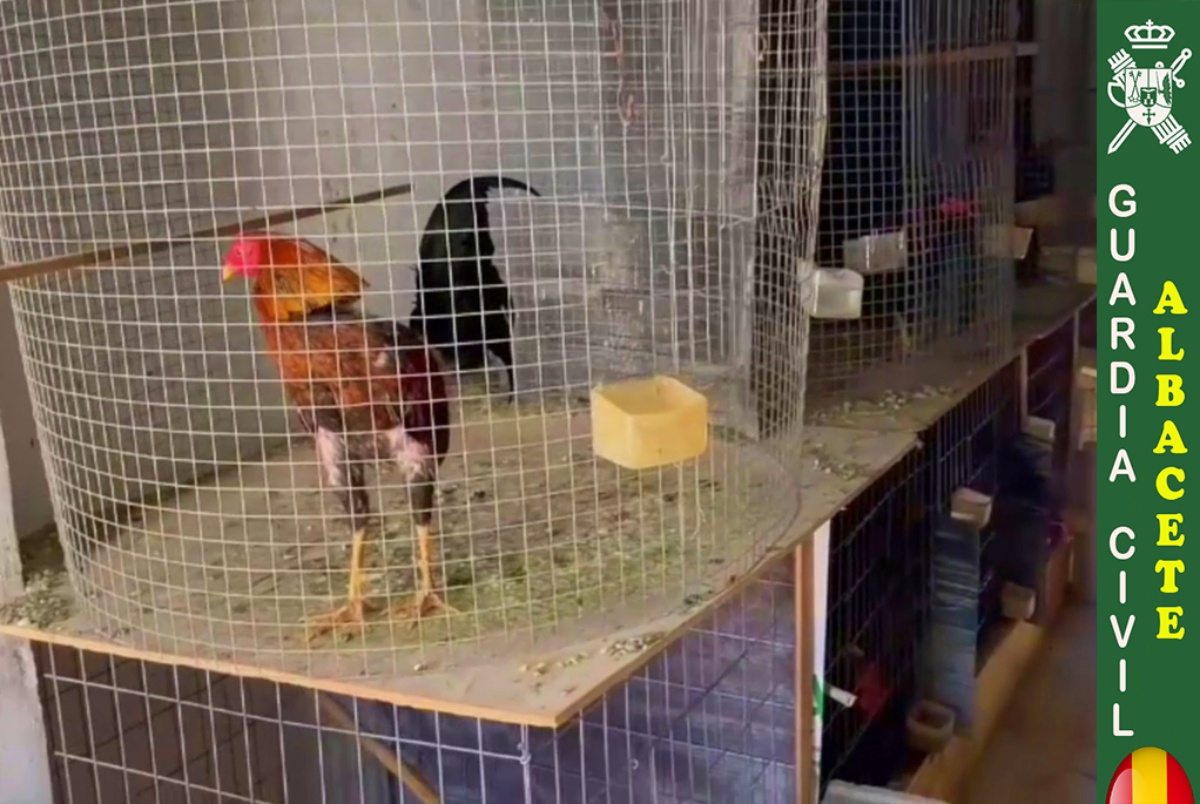 Marihuana, peleas de gallos y armas prohibidas; operación de la Guardia ...