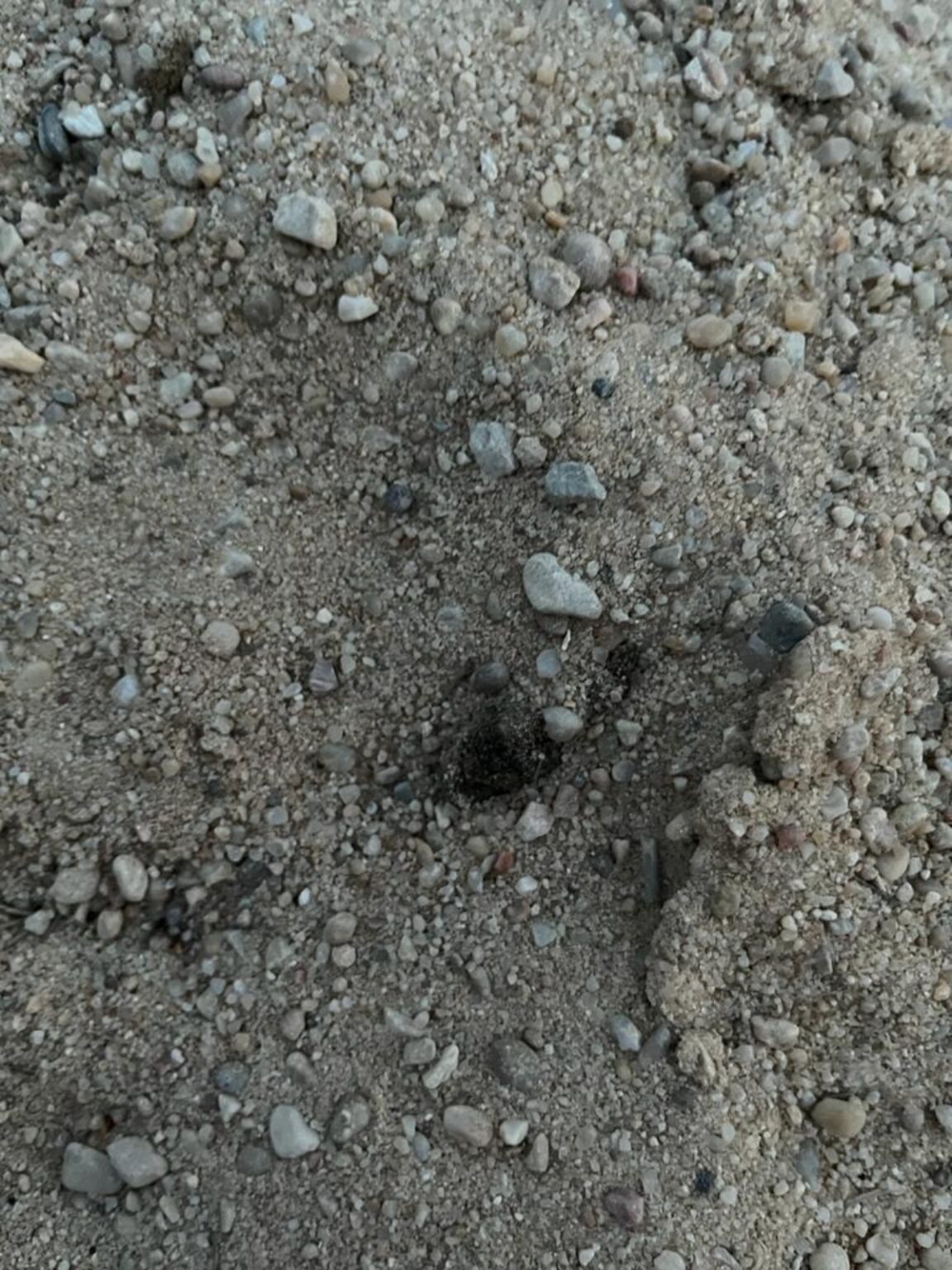 Niños "entre heces y plagados de pulgas", así denuncian sus padres que ...