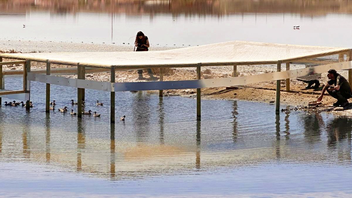 Los nuevos vecinos de la Reserva Natural de la Laguna Salada de Pétrola ...
