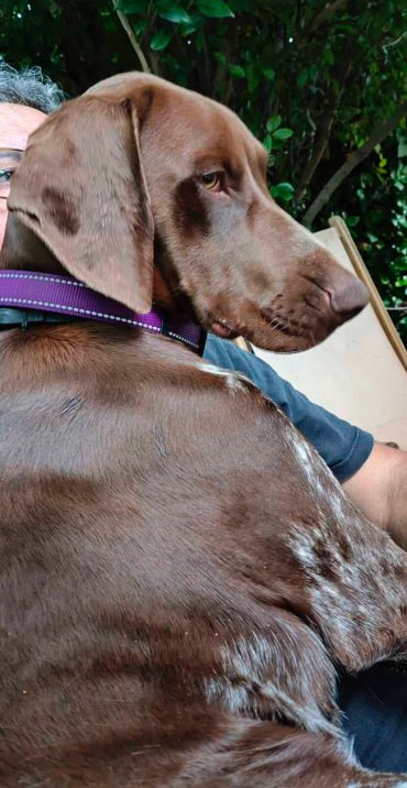 La historia de Pucho, un perro abandonado en un contenedor de basura en ...