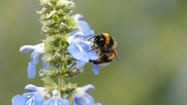 ¿Puede el veneno de abeja ayudar a la ciencia? Albacete busca ...